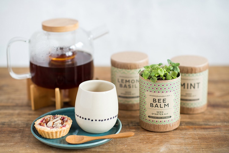 Buy Modern Sprout Kraft Seed Starter Tea Series from Canada at Well.ca ...